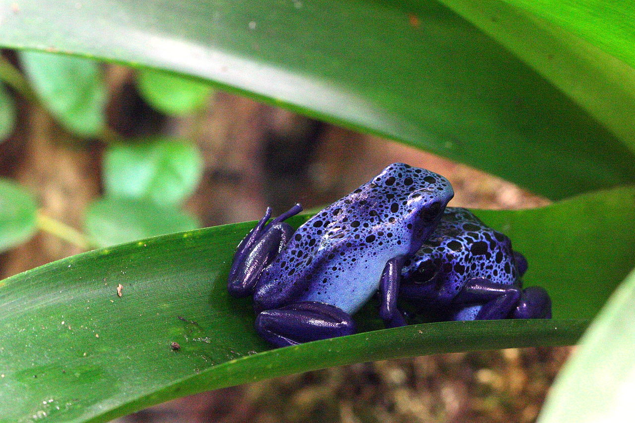 Amazon Rainforest Animals - What Is the Condition of Their Habitat?